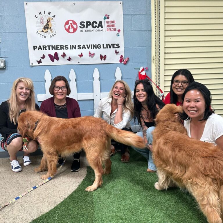 From Slaughterhouses to Loving Homes - SPCA International