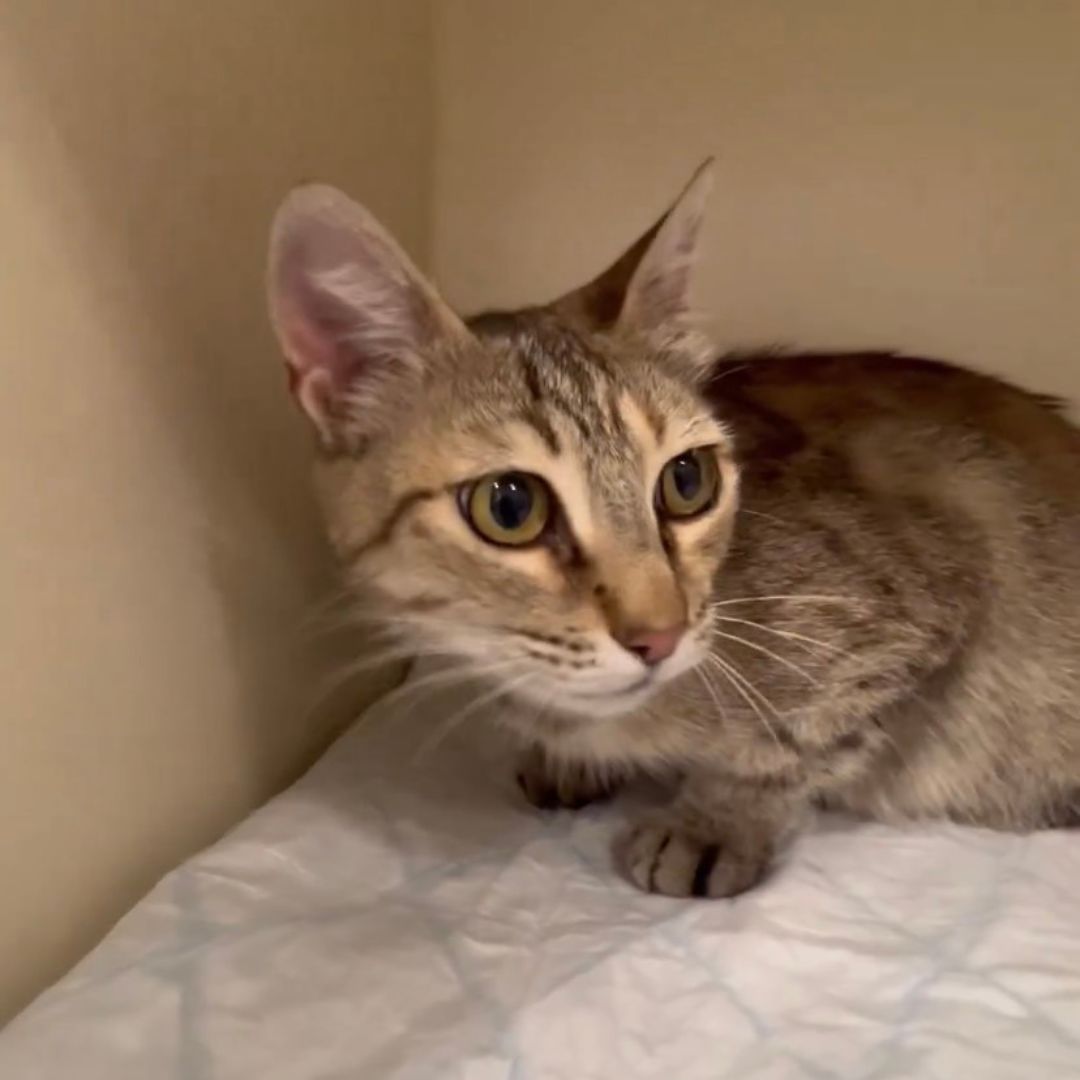 Rescuing Animals, Restoring Hope - SPCA International