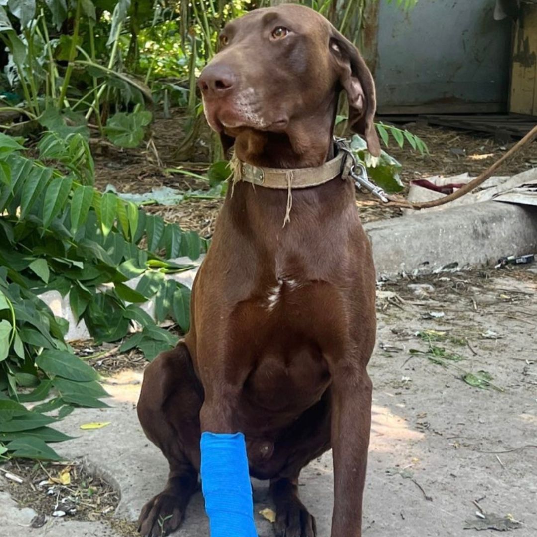 Rescuing Animals, Restoring Hope - SPCA International