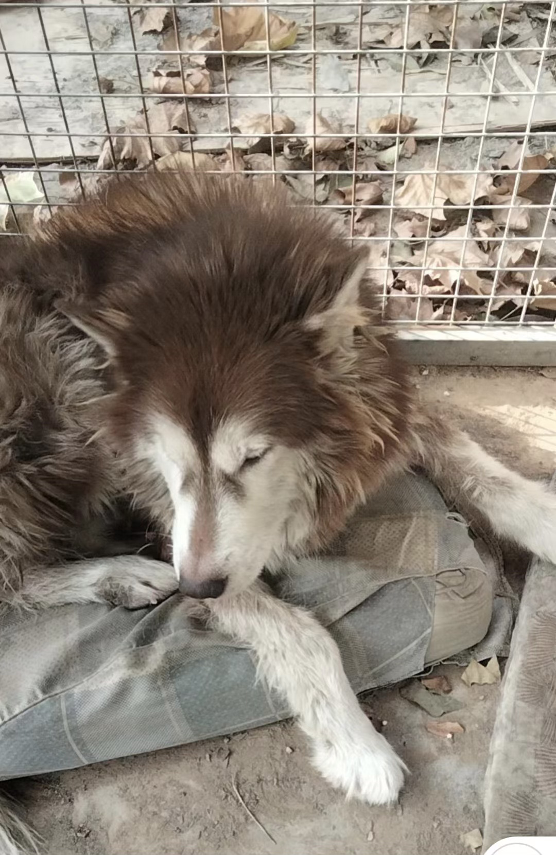 China Rescue Dogs - SPCA International