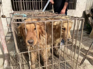 China Rescue Dogs - SPCA International