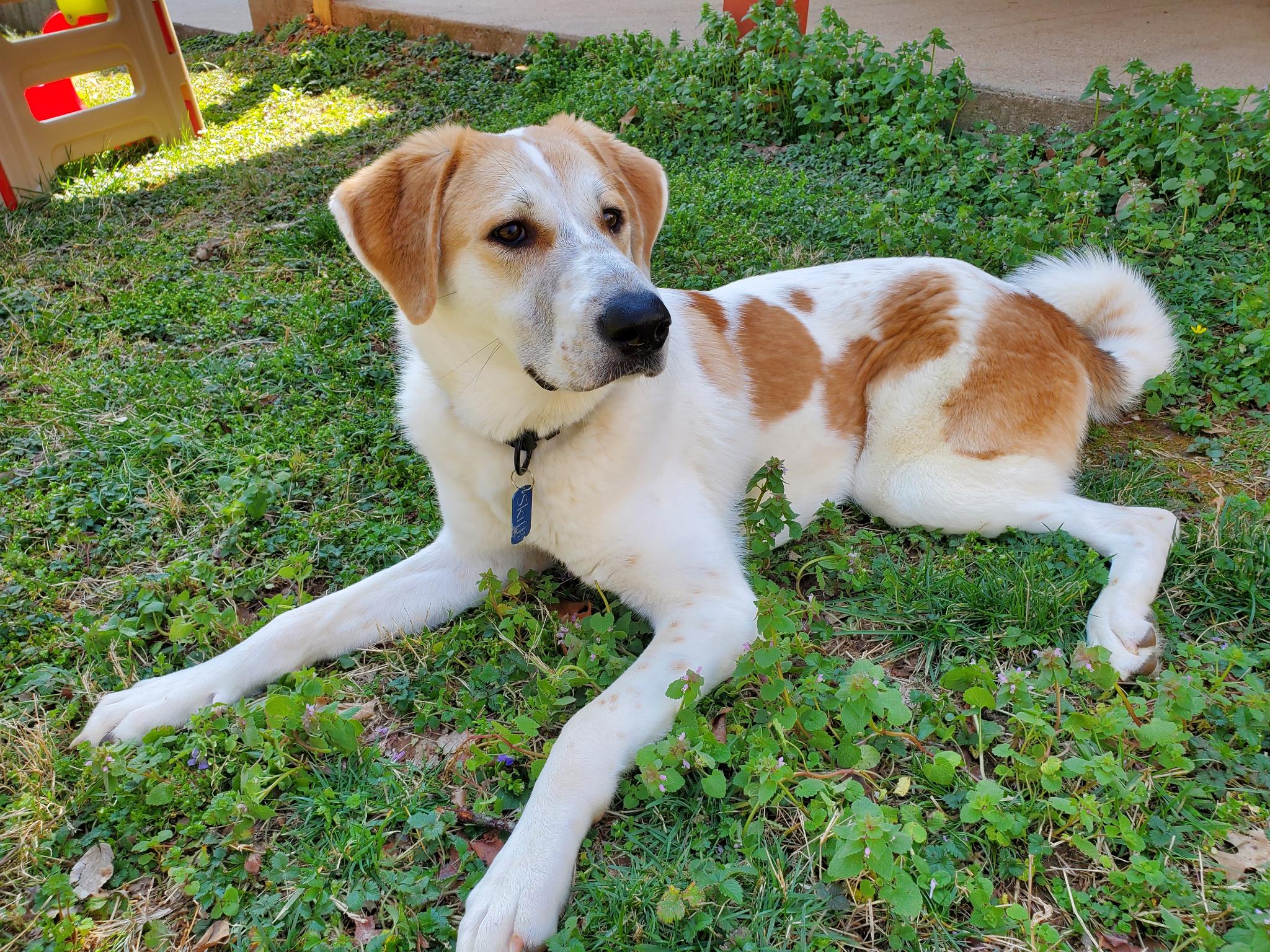 SPCA International | Global Animal Rescue
