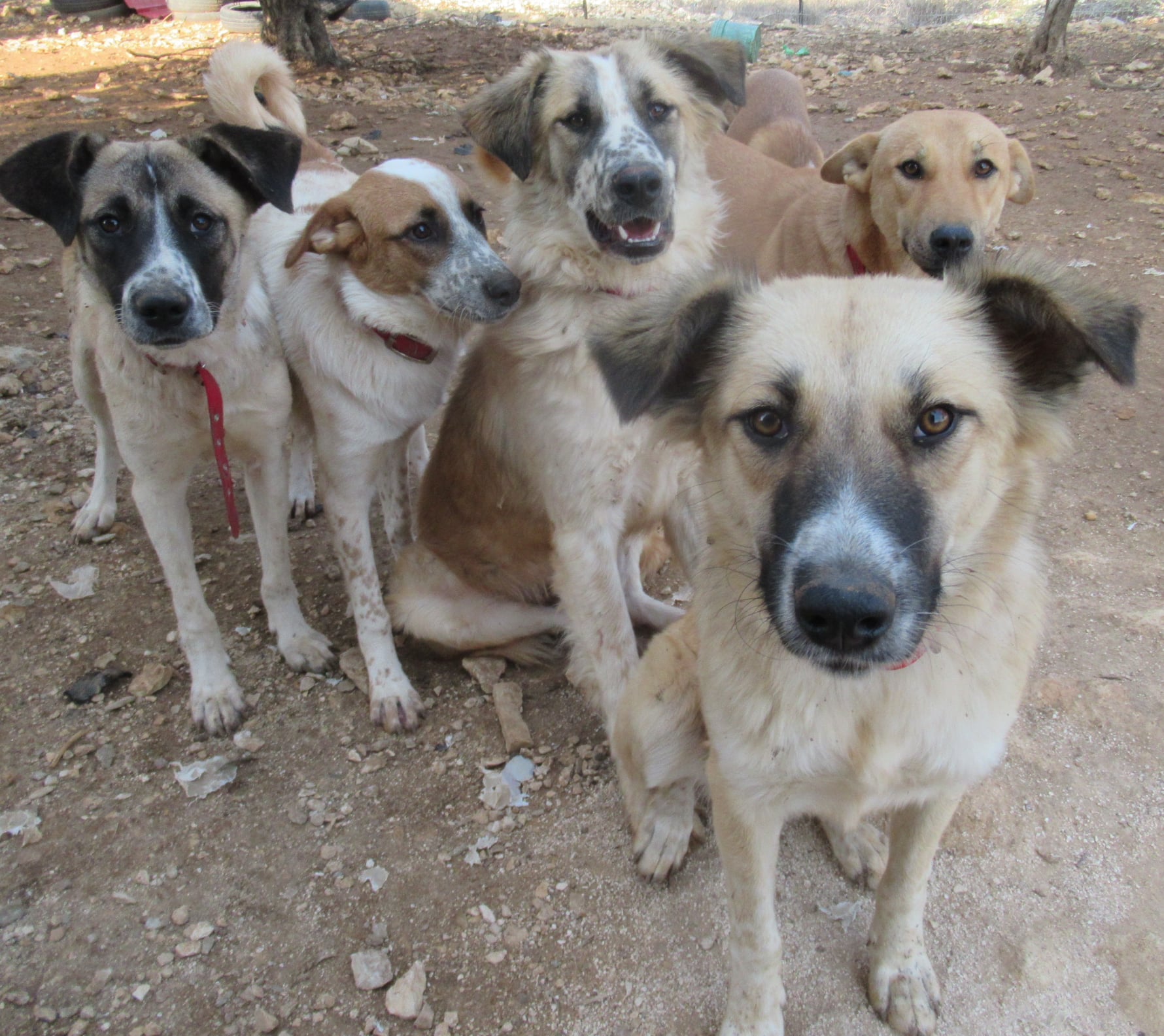 West Bank Evacuation - SPCA International