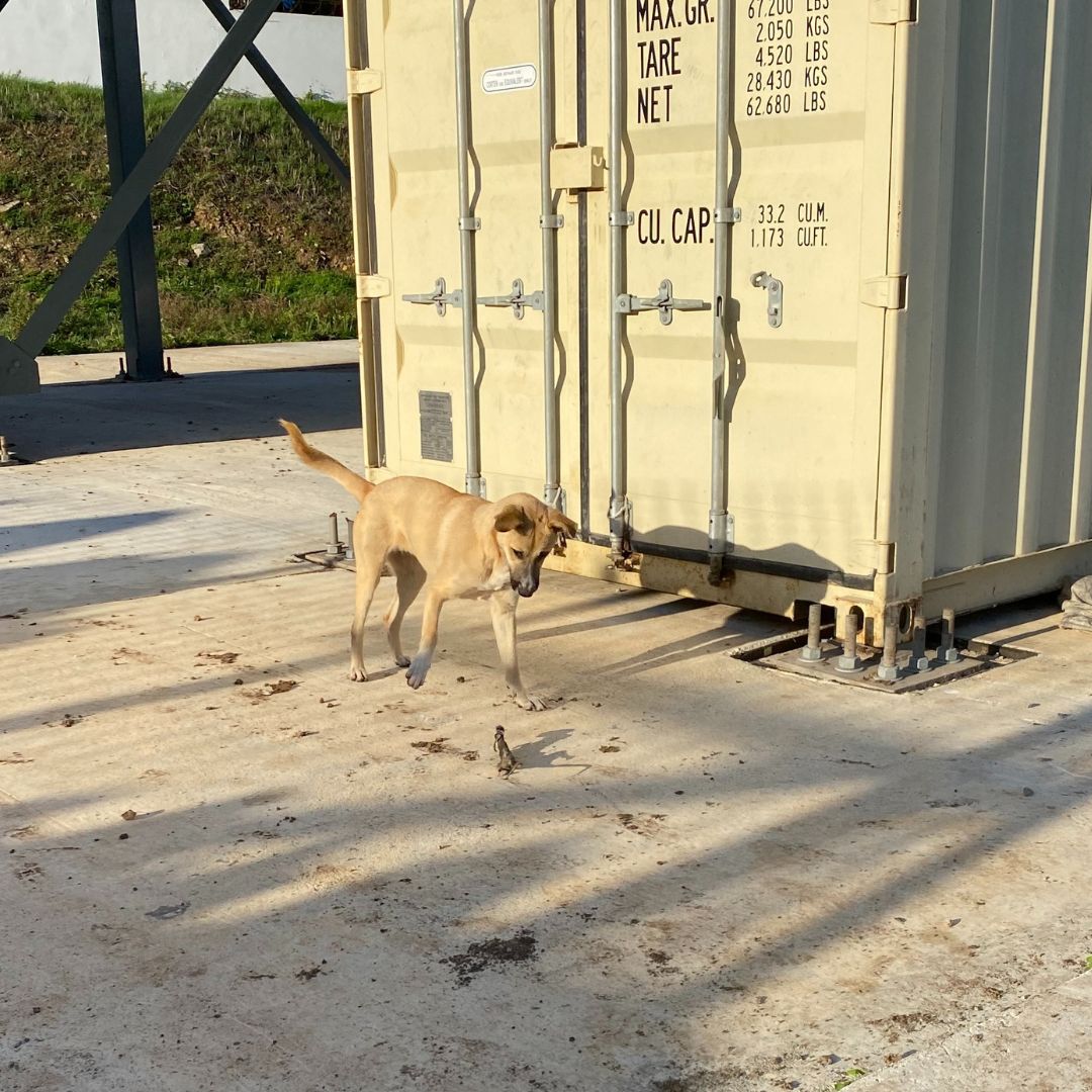 A Soldier’s Best Friend - SPCA International