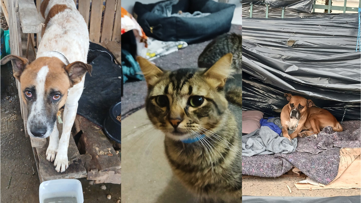 SPCA International | Global Animal Rescue