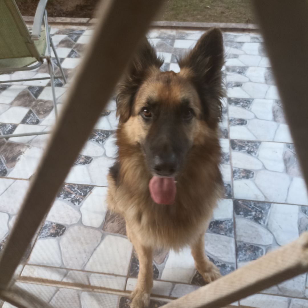 Bringing Tonja Home - SPCA International