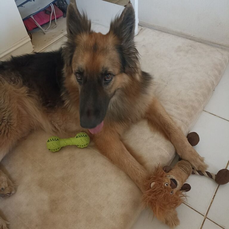 Bringing Tonja Home - SPCA International