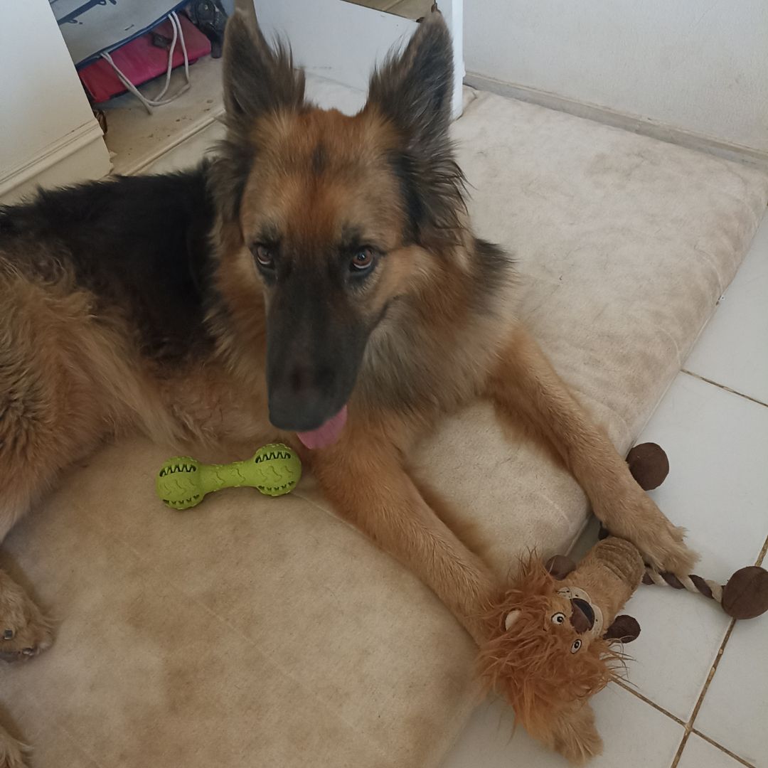 Bringing Tonja Home - SPCA International