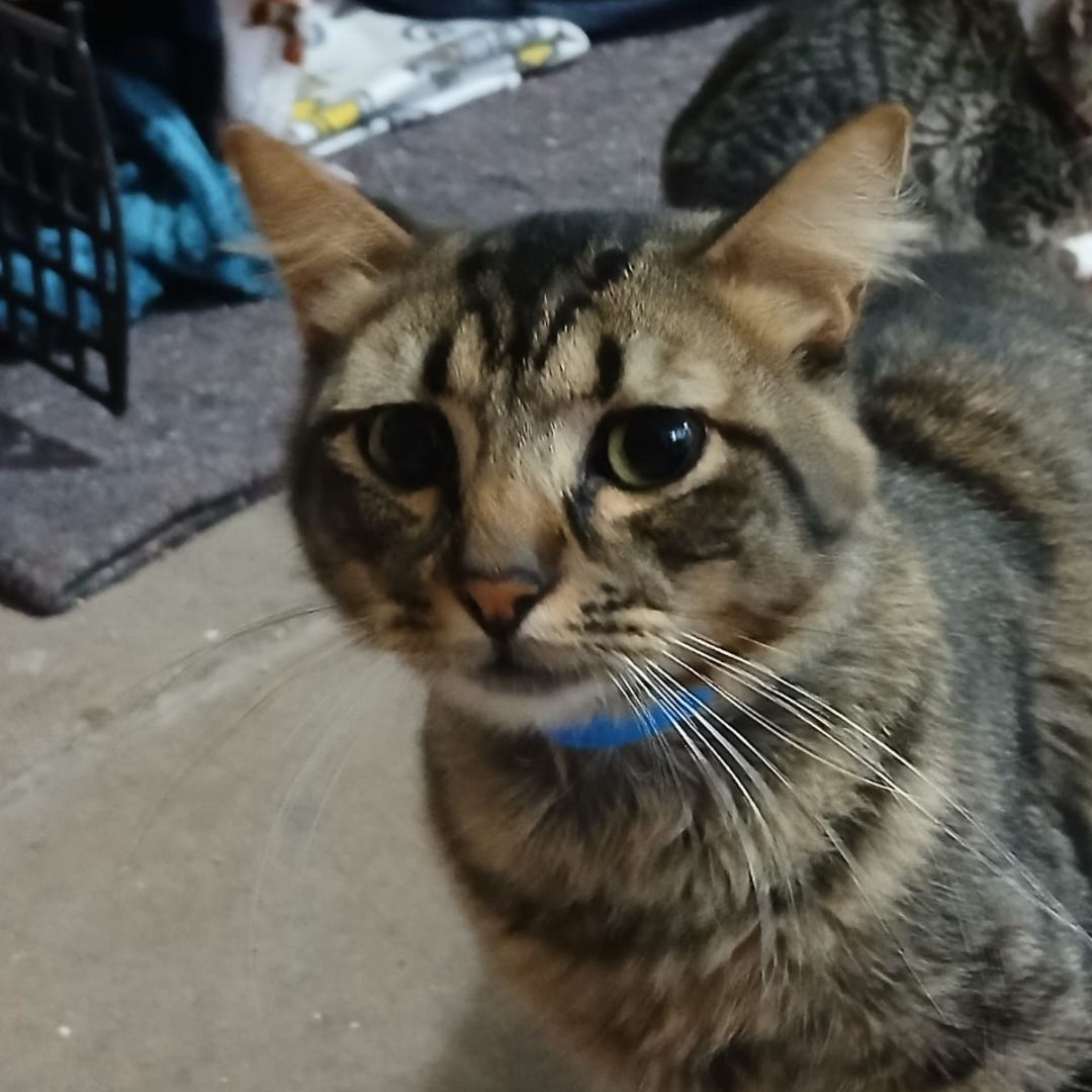 Disaster Relief: Helping Animals Impacted by Flooding in Brazil - SPCA ...