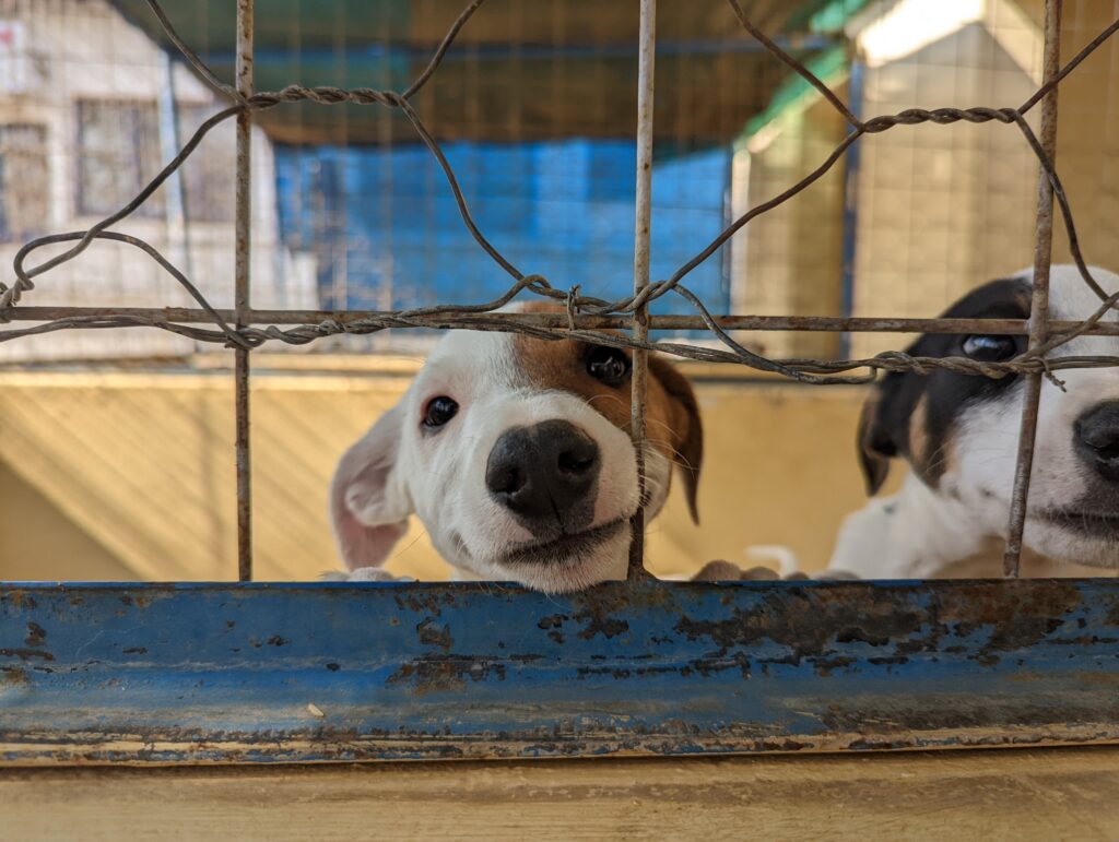 SPCA Namibia-Windhoek - SPCA International