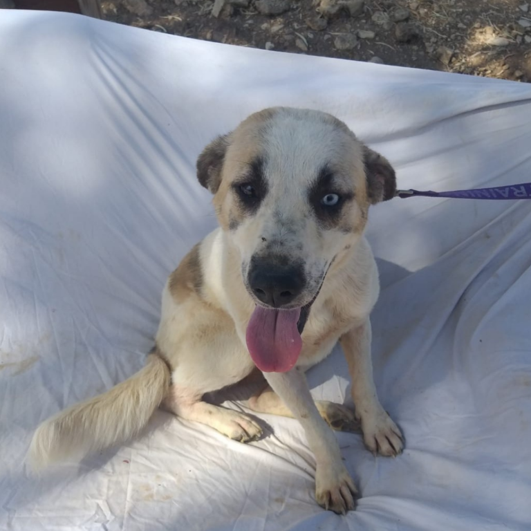 SPCA International | Global Animal Rescue