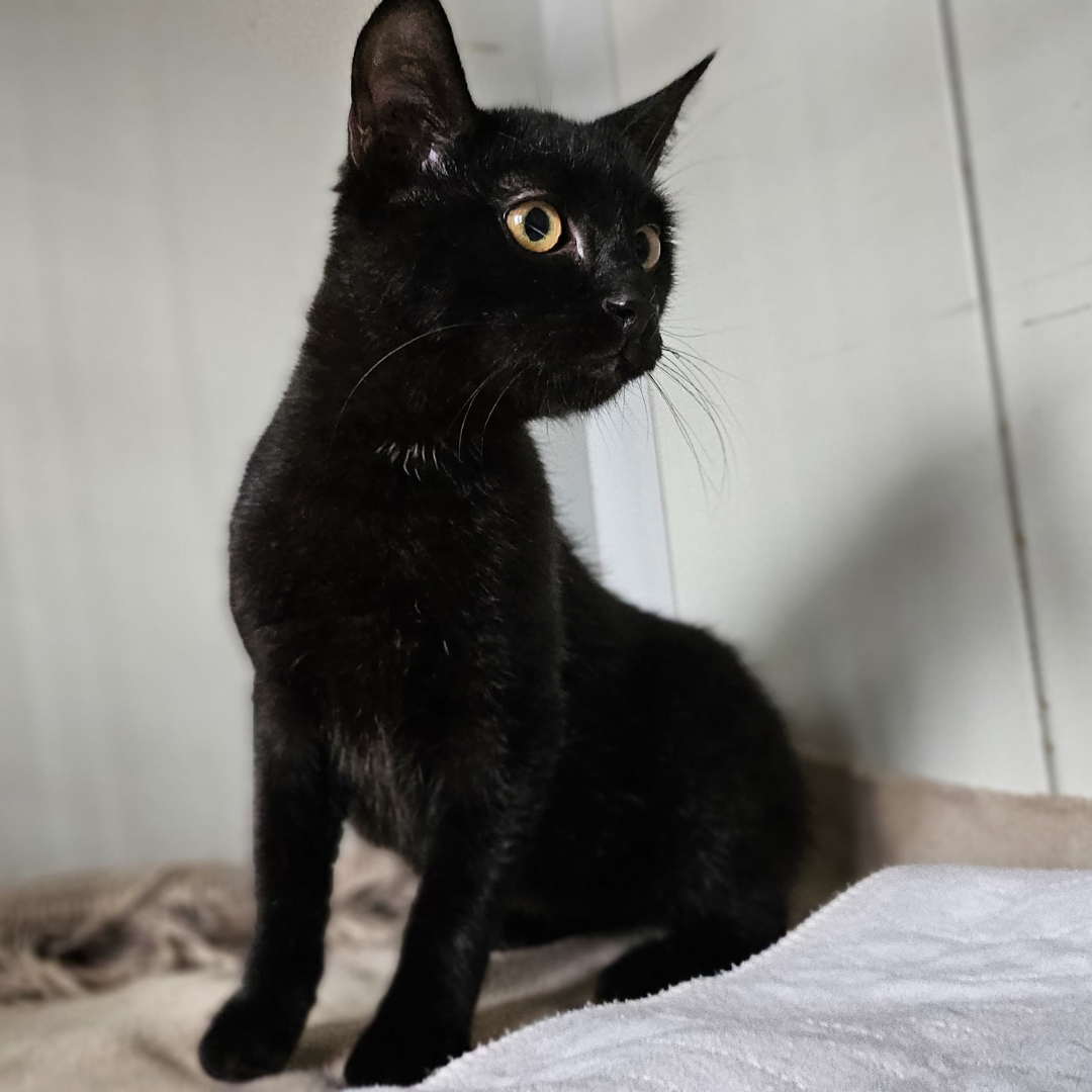 Panny's Remarkable Recovery - SPCA International