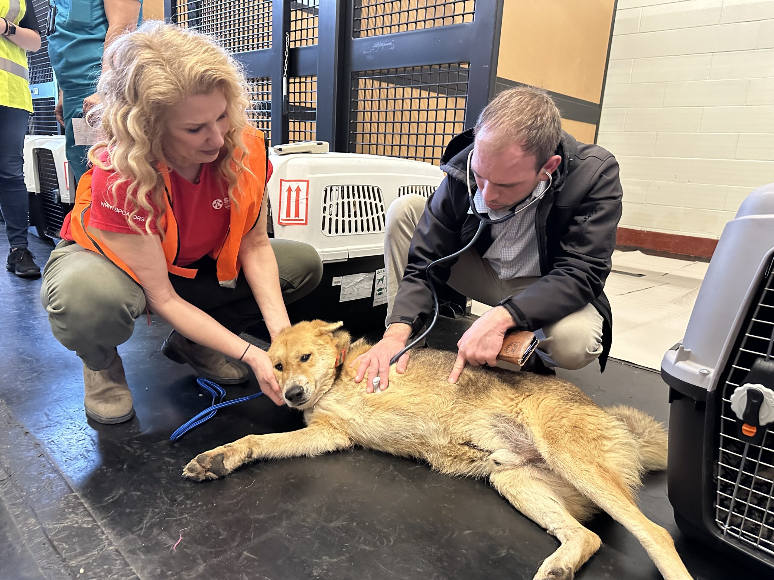 Save Animals In Need This Winter - SPCA International