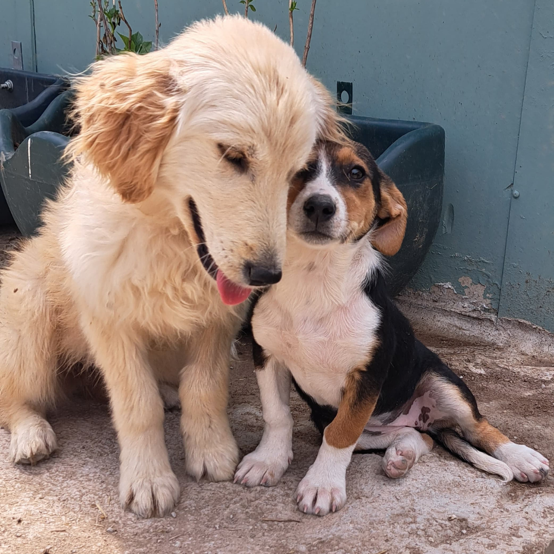 Standing Up for Turkey’s Stray Dogs - SPCA International