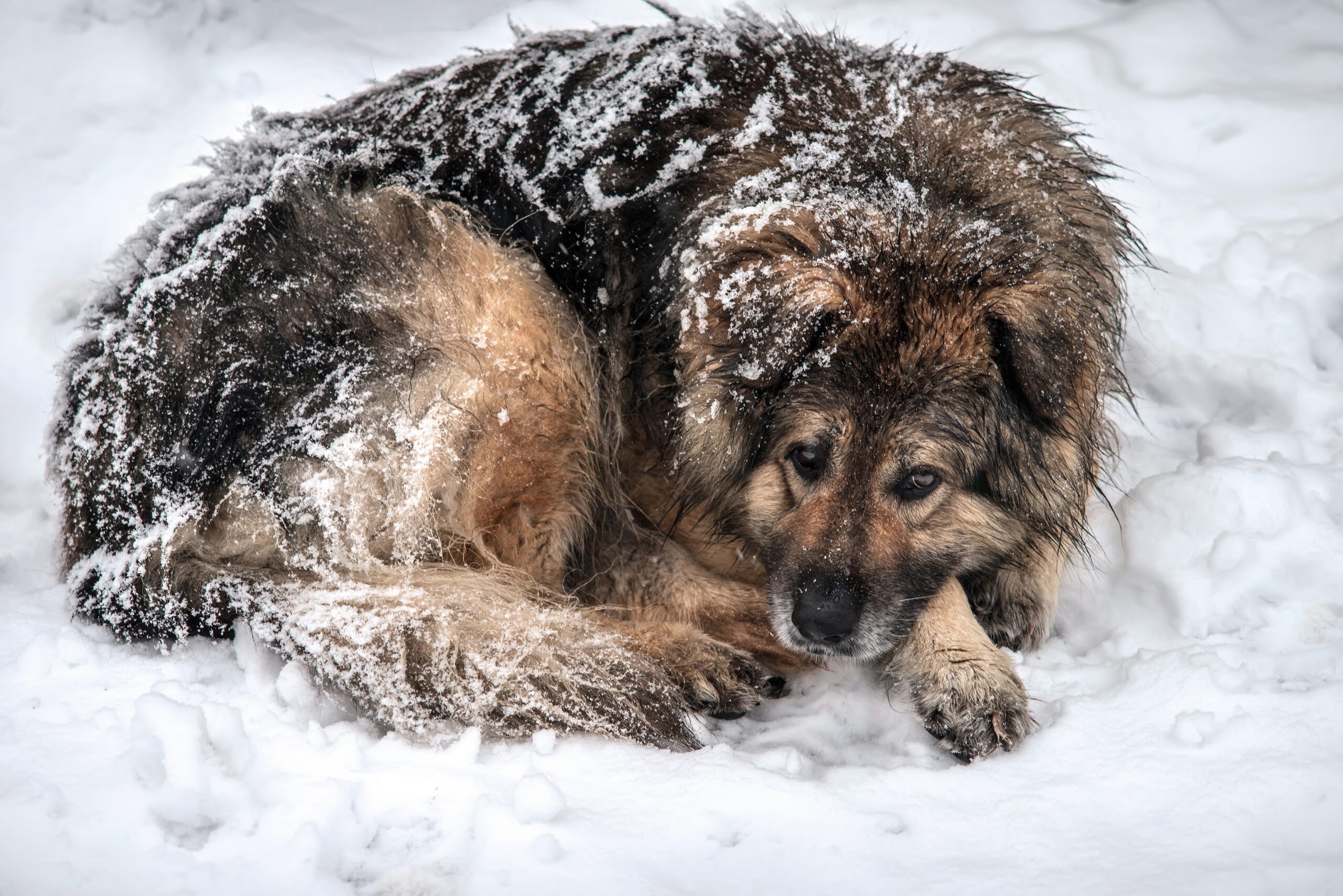 Rush Aid to Freezing Animals - SPCA International
