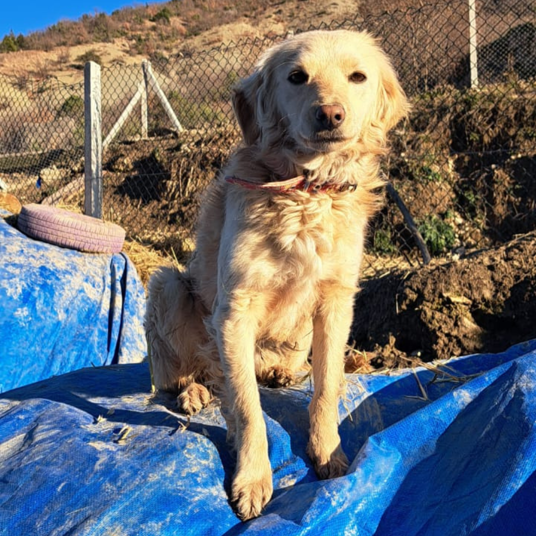 Standing Up for Turkey’s Stray Dogs - SPCA International