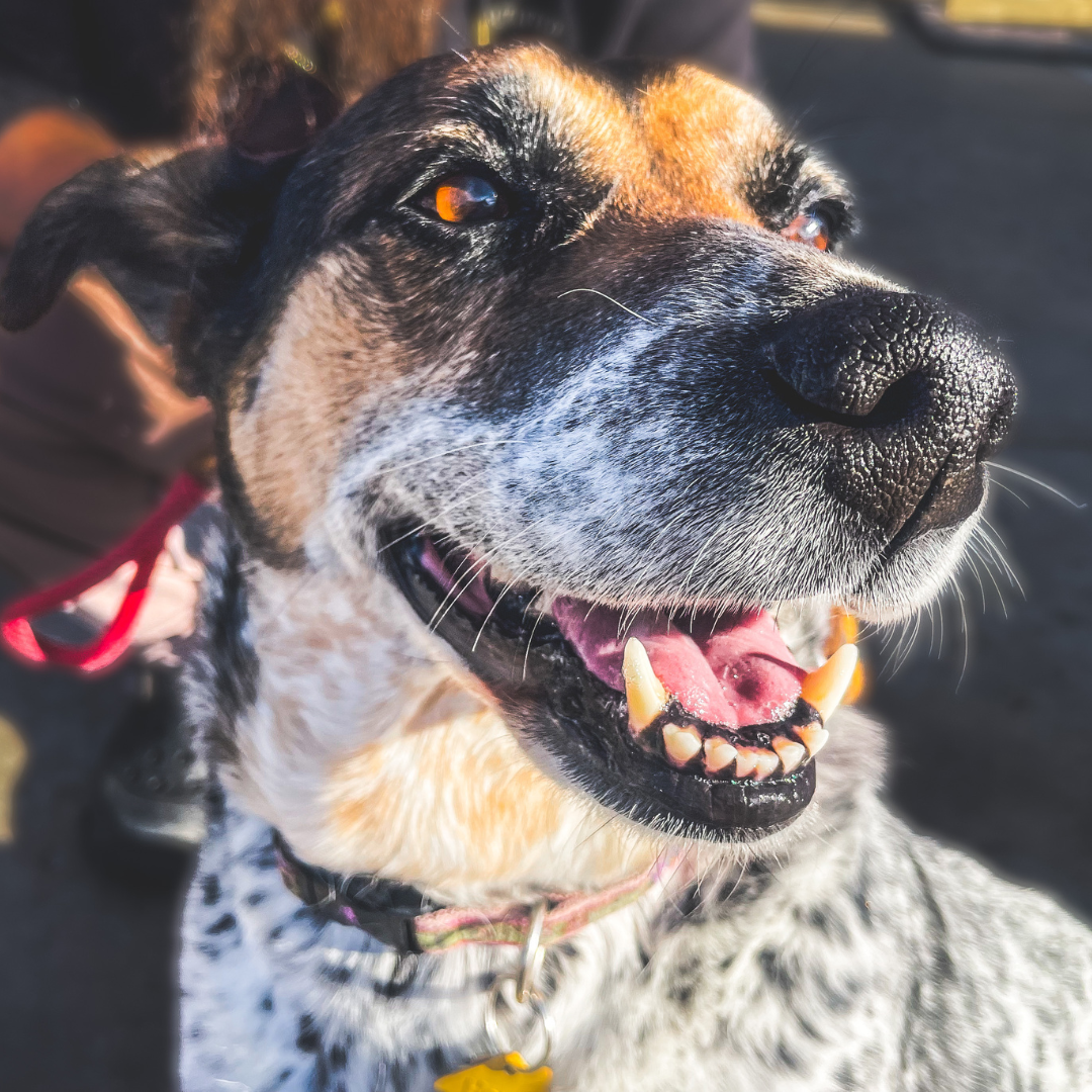 SPCA International | Global Animal Rescue