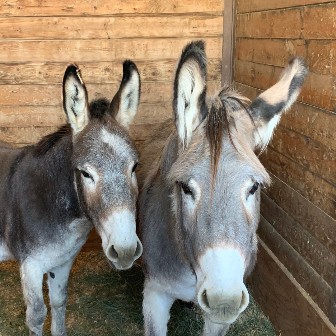 Building a Safer Future for LA's Animals - SPCA International