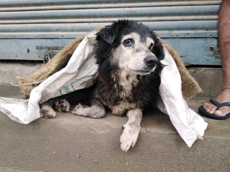 Emergency Disaster Relief - SPCA International