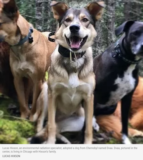 MEET THE DOGS OF CHERNOBYL: THESE WILD ANIMALS ARE UP FOR ADOPTION ...