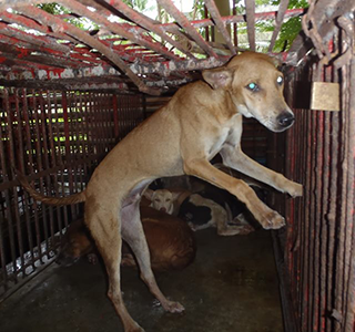 Fighting the Dog Meat Trade in the Philippines - SPCA International